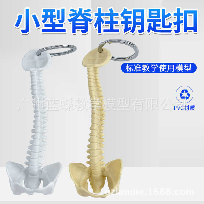 Keychain Small Vertebra Human Specimen Lumbar Spine Skeleton Model ...