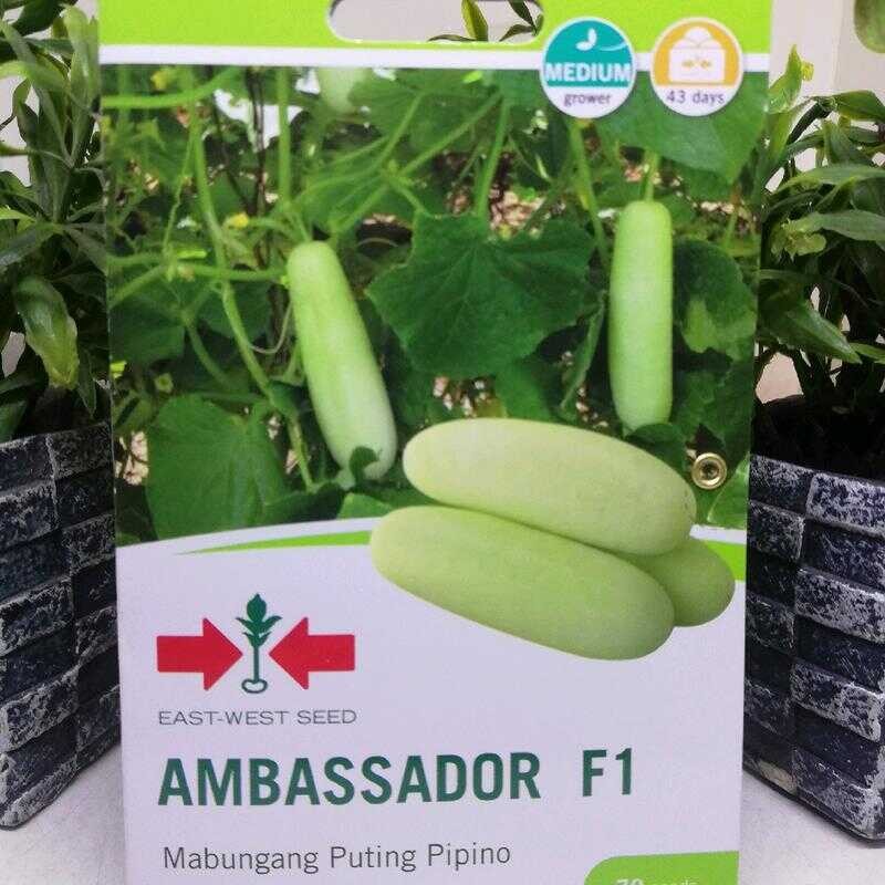 Ambassador F1 ( Pipino )East West Seed (70Seeds) | Shopee Philippines