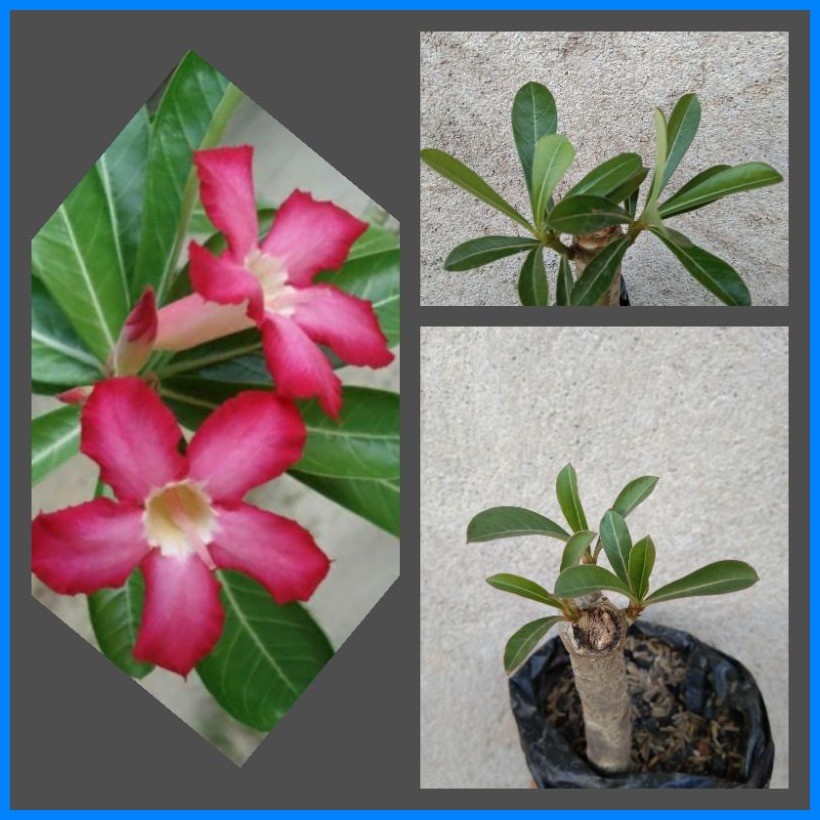 ஐ ⏦ Calachuchi with roots (Adenium Obesum) | Shopee Philippines