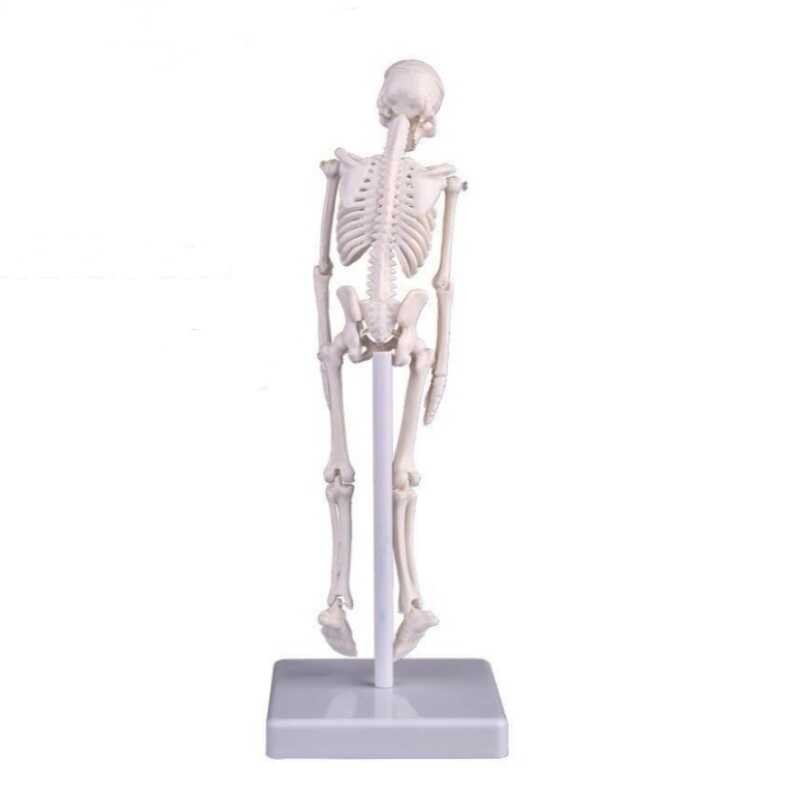 Cm 21 Miniature Human Skeleton Whole Body Skeletal Simulation Medical ...