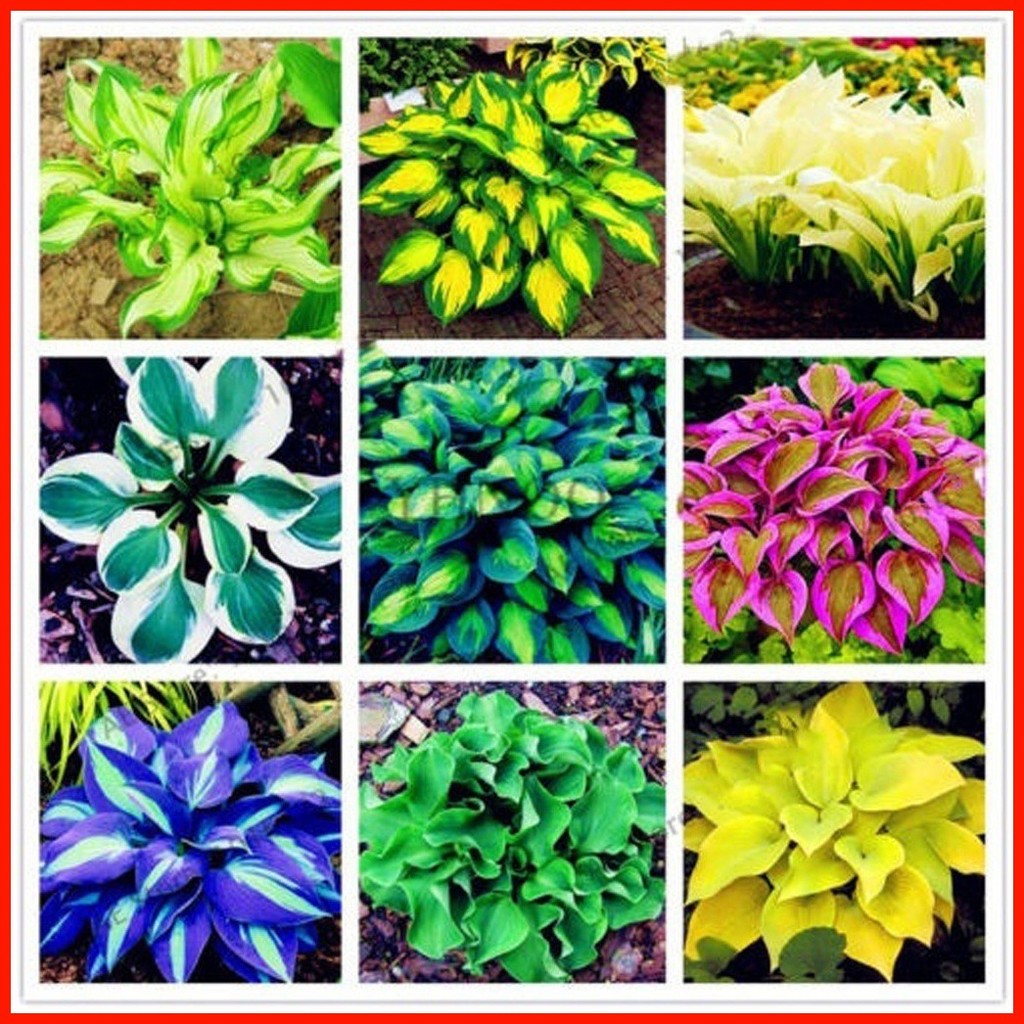 200 Pcs Hosta Plantaginea Seeds Fragrant Plantain Flower Fire And Ice ...