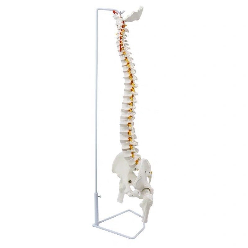 Spine Model Life Size 85Cm White Bone Vertebrae, Nerves, Arteries ...