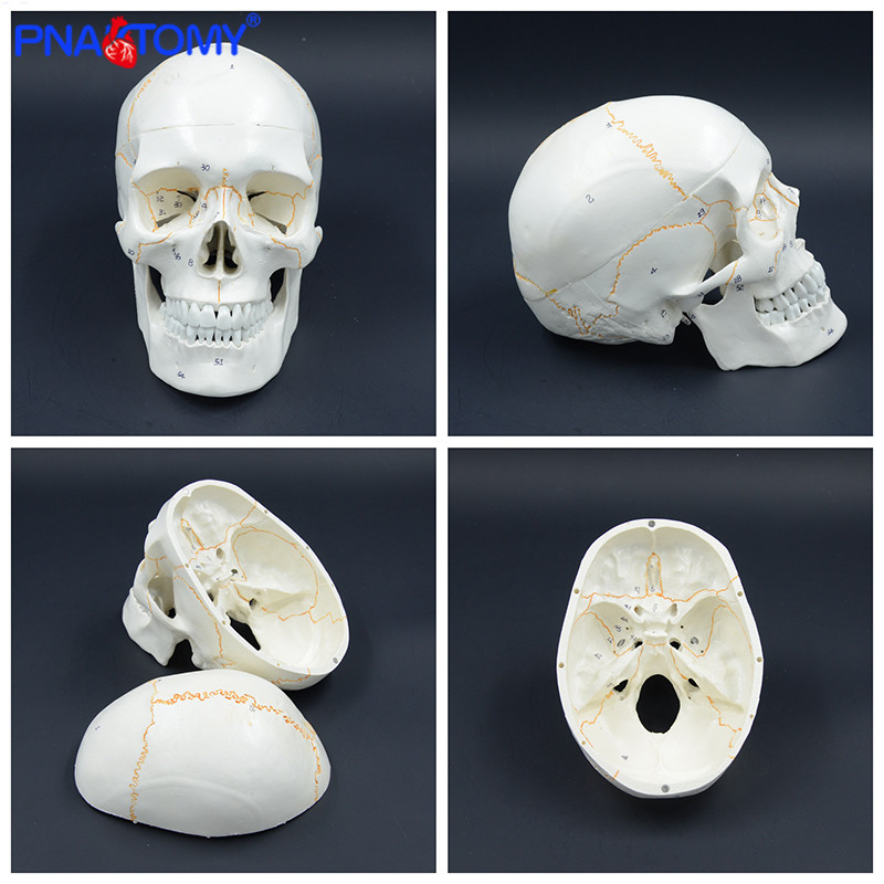 Life Size Human Numbered Skull Model Anatomical Teaching Head Studying ...
