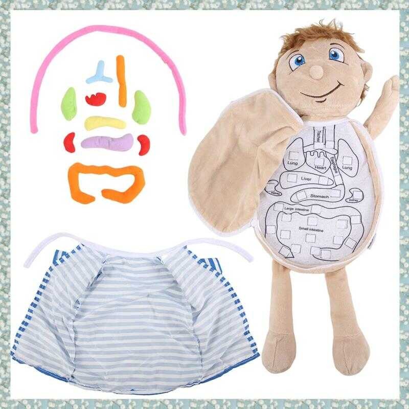 Assembled (QDGN) Kids Plush Organs Toy Human AnPlush Doll Science ching ...