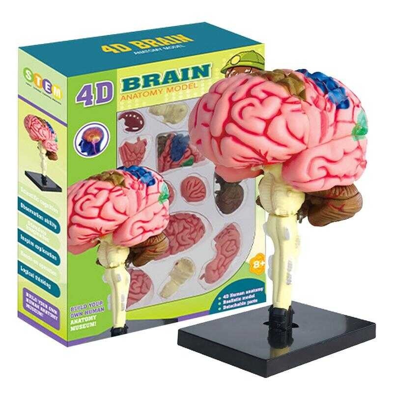 3D Anatomy Teaching Tool Game Human Brain Arteries Anatomical Model ...