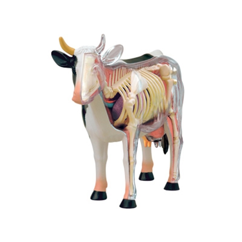 Animal Organ 4D Cow Intelligence Assembg Toy Teaching Anatomy Model DIY ...