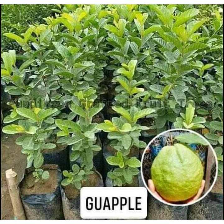 Marang/Guapple/Red Guava fruit/Lychee/Lanzones | Shopee Philippines