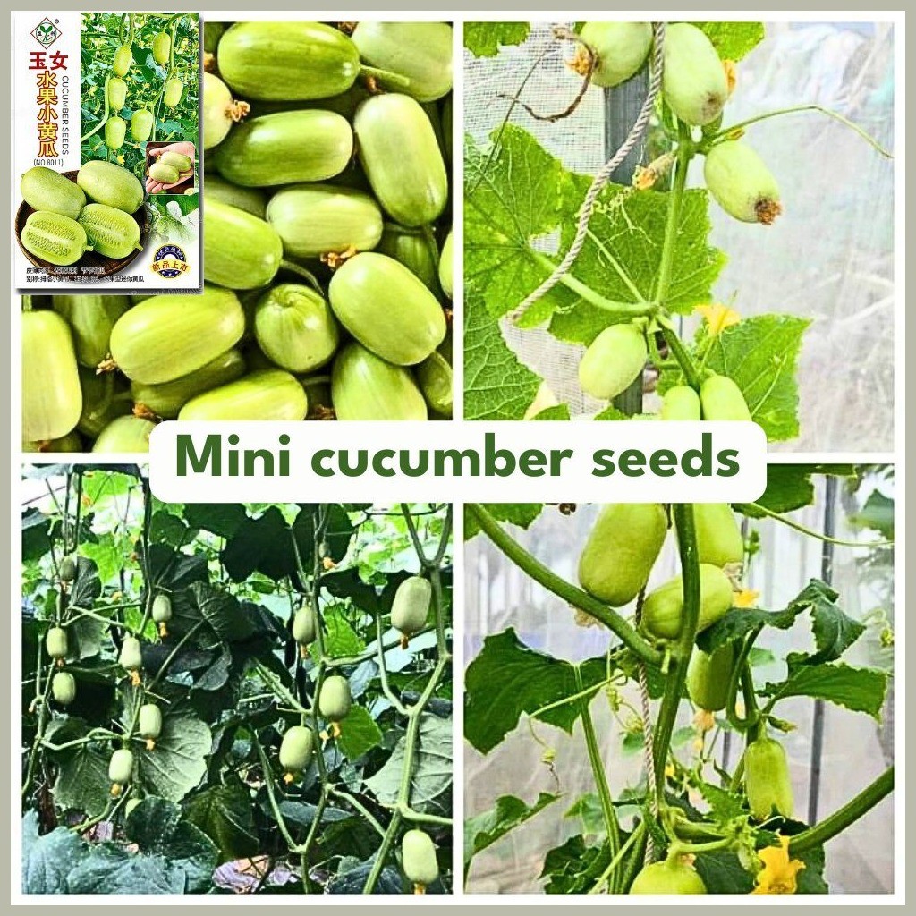⊙ Mini round cucumber seeds, pipino cucumber, fruit seed high quality ...