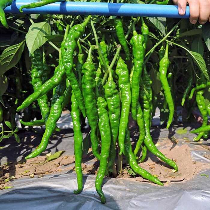 100Pcs Chili Seeds /Sili PANIGANG Siling Haba / Hot Pepper Green E2c ...