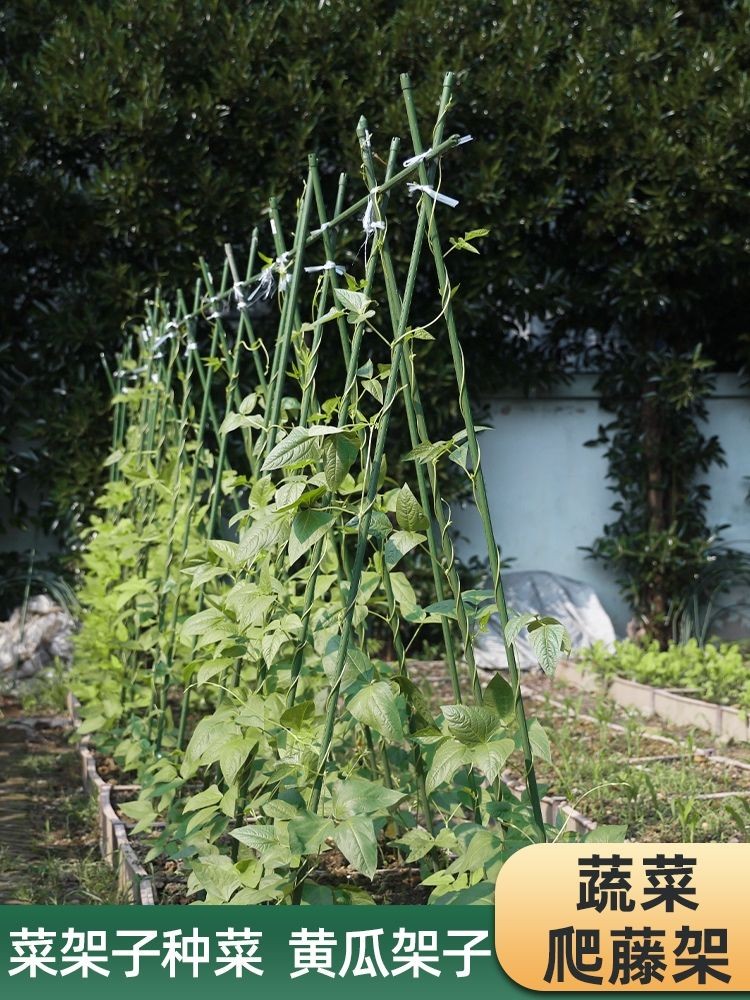 Climbing Pergola, Flower Stand, Grape, Tomato, Beans, Cucumber Stand ...
