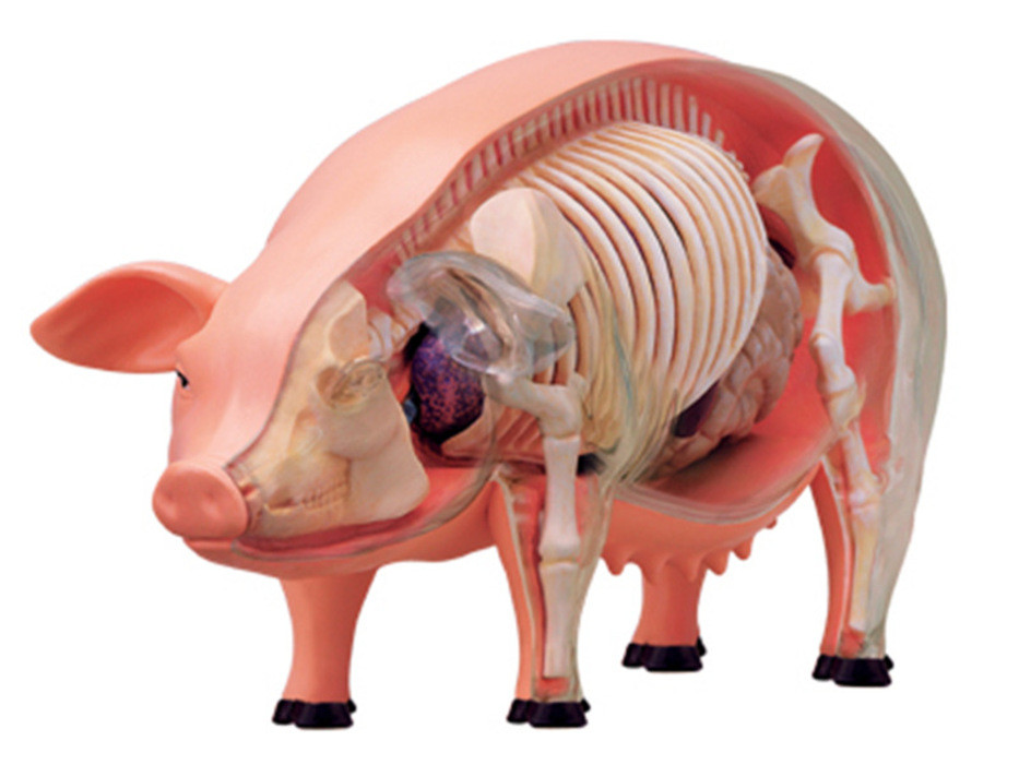 4D Pig Animal Anatomy Model Skeleton Medical Teaching Aid Laboratory ...