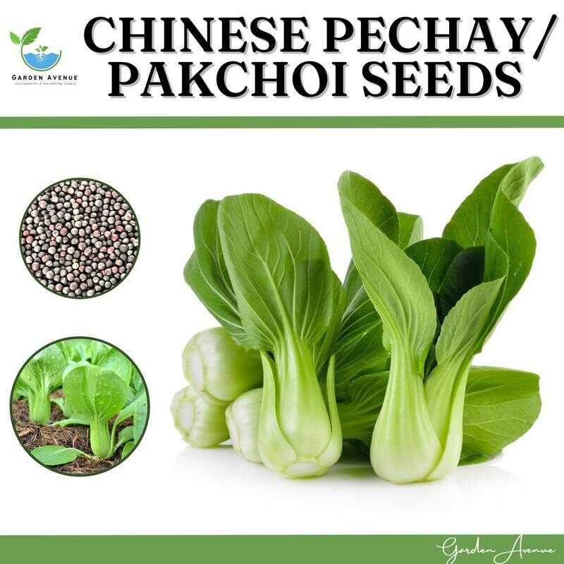 CHINESE PECHAY/PAKCHOI SEEDS - GREEN STEM/HIGH YIELD/HYBRID | Shopee ...