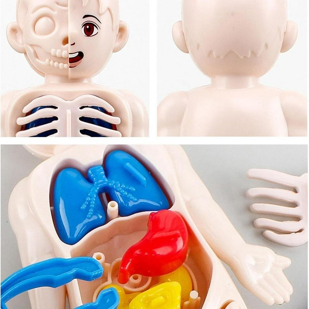 DIY Assemble Human Skeleton Model for Anatomy,Mini Human Body Science ...