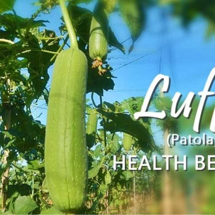 RARE BIG Variety Luffa Sponge Gourd Patola Vegetable Seeds ( 20 Seeds ...