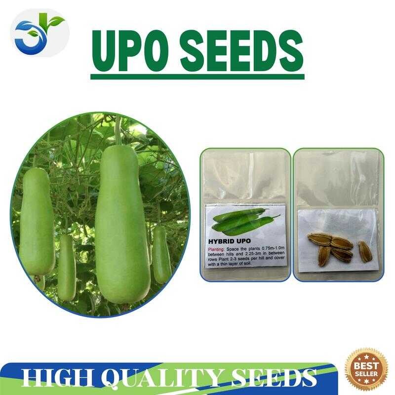 Upo Tambuli /Hybrid Bottle Gourd ( Pack Of 5Seeds ) 4A0 56b | Shopee ...