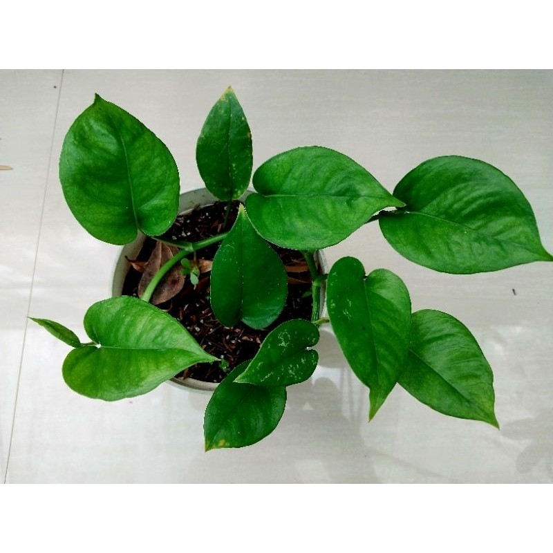 Green Genie Pothos ( Epipremnum aureum Green genie ) | Shopee Philippines