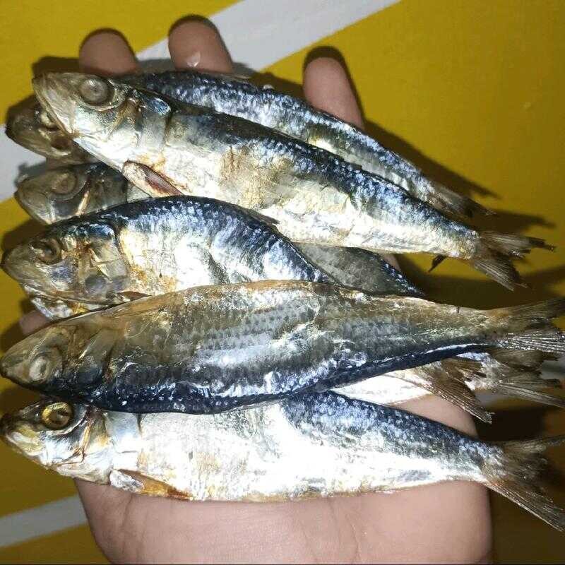 Chicblend TAMBAN SALINAS DAING BULAD TUYO (Vaccum Pack) | Shopee ...