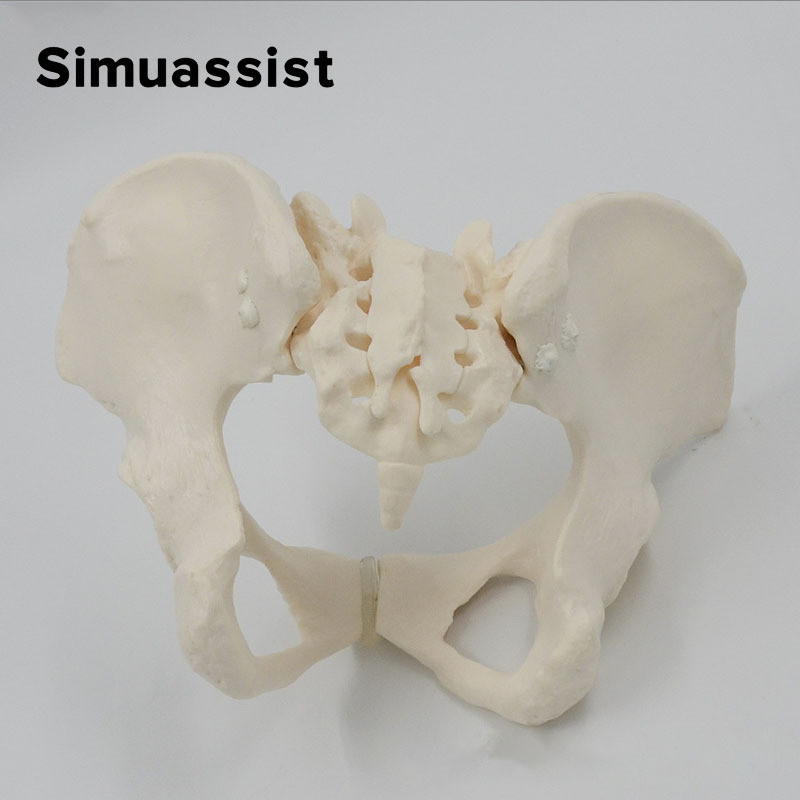 1:1 Female Peis Human Model Specimen Hip Skeleton Anatomy Medical Tool ...
