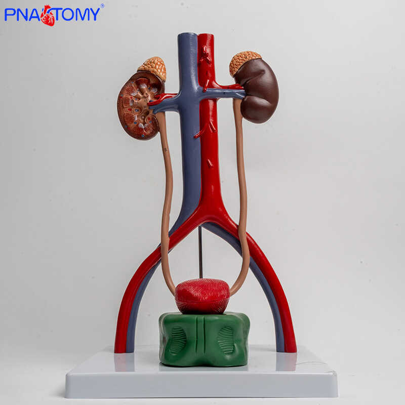 1:1 Urinary Genital System Model Kidney Anatomy Mold Bladder Ureter ...
