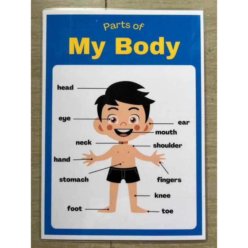 Educational Learning Materials For Kids Laminated A4 Size Chart PARTS ...