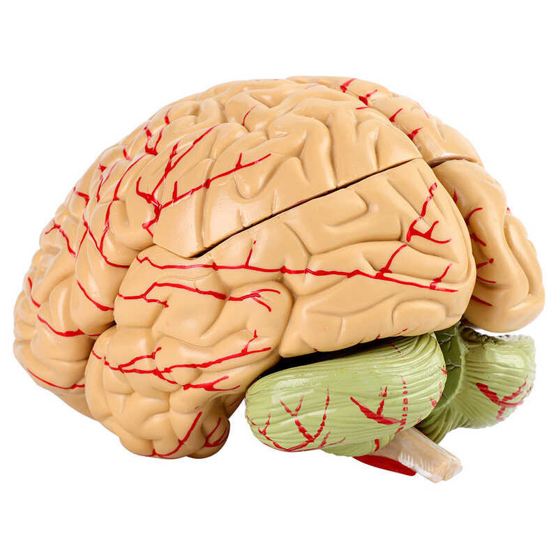 Human Brain Simulation 8-Part PVC Life-Size Anatomy Teaching Tool Kid ...
