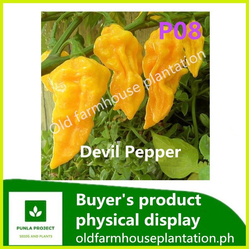 ☢ ♕ Carolina Reaper Pepper Seeds Ghost Pepper Devil Pepper Seeds ...