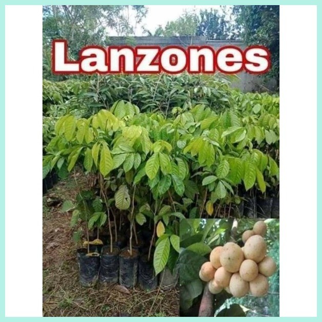 Grafted Lanzones Longkong/ Longgan fruit seedlings | Shopee Philippines