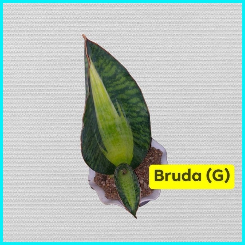 Sansevieria Bruda/ Bruda Mediopicta White (elliptica x masoniana ...