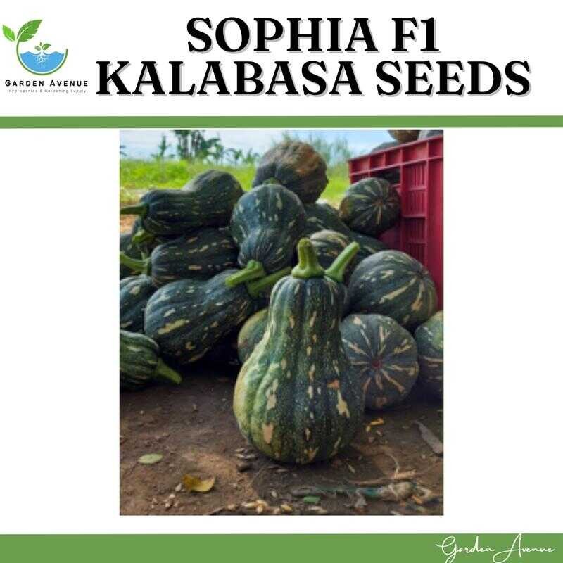 SOPHIA F1 SEEDS - FOR Planting/Kalabasa VARIETY | Shopee Philippines