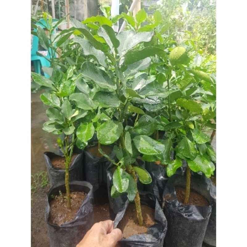 SUHA / POMELO fr. DAVAO seedlings | Shopee Philippines