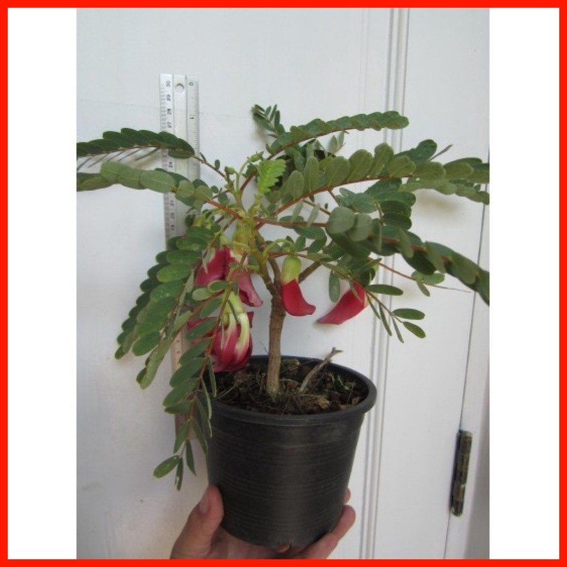 ∲ ☏ katuray vegetable hummingbird tree sesbania grandiflora plant seeds ...