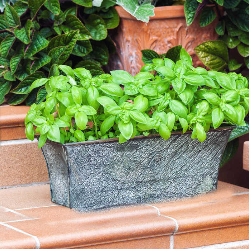 2025 Lemon basil buto, siyam layered tower ginto, walang palitan para ...