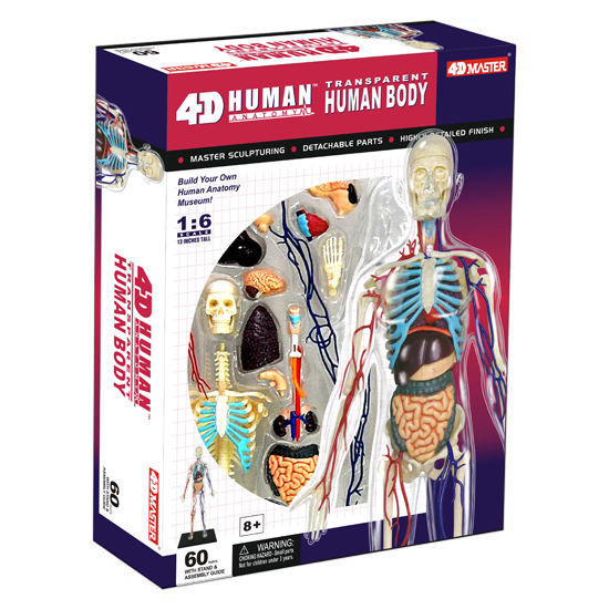 4D MASTER Human Body Assembled Model 1:6 Full Body Transparent Human ...