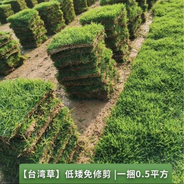 Turf Real Grass with Soil Four Seasons Green Carpet Grass Cut Grass ...