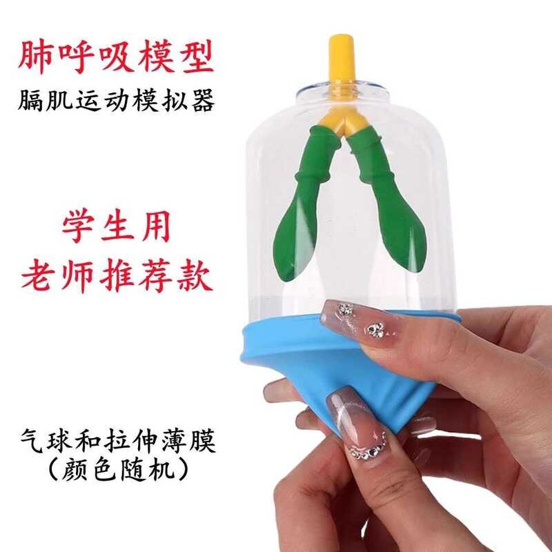 Breathing Model Diaphragm Movement Simulator Lung Working Atmospheric ...