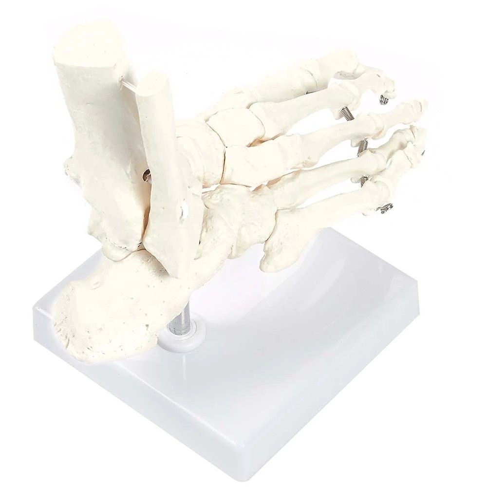Life Size Flexible Human Bone Model Sole Joints Of Foot Ankle Tibia And ...