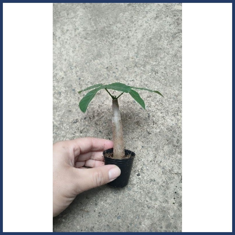 ∮ PACHIRA COLLECTION(SUPER CUTE) | Shopee Philippines