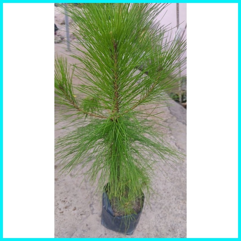 benguet /Baguio pine tree(big size) | Shopee Philippines
