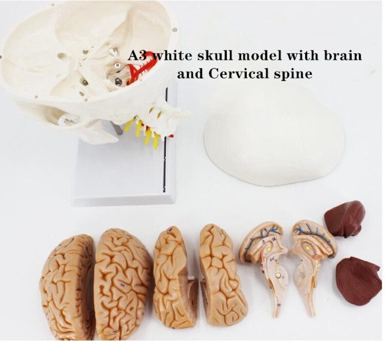 Muscled Human Colorful Skull Anatomical Bone Skeleton Head Model With ...