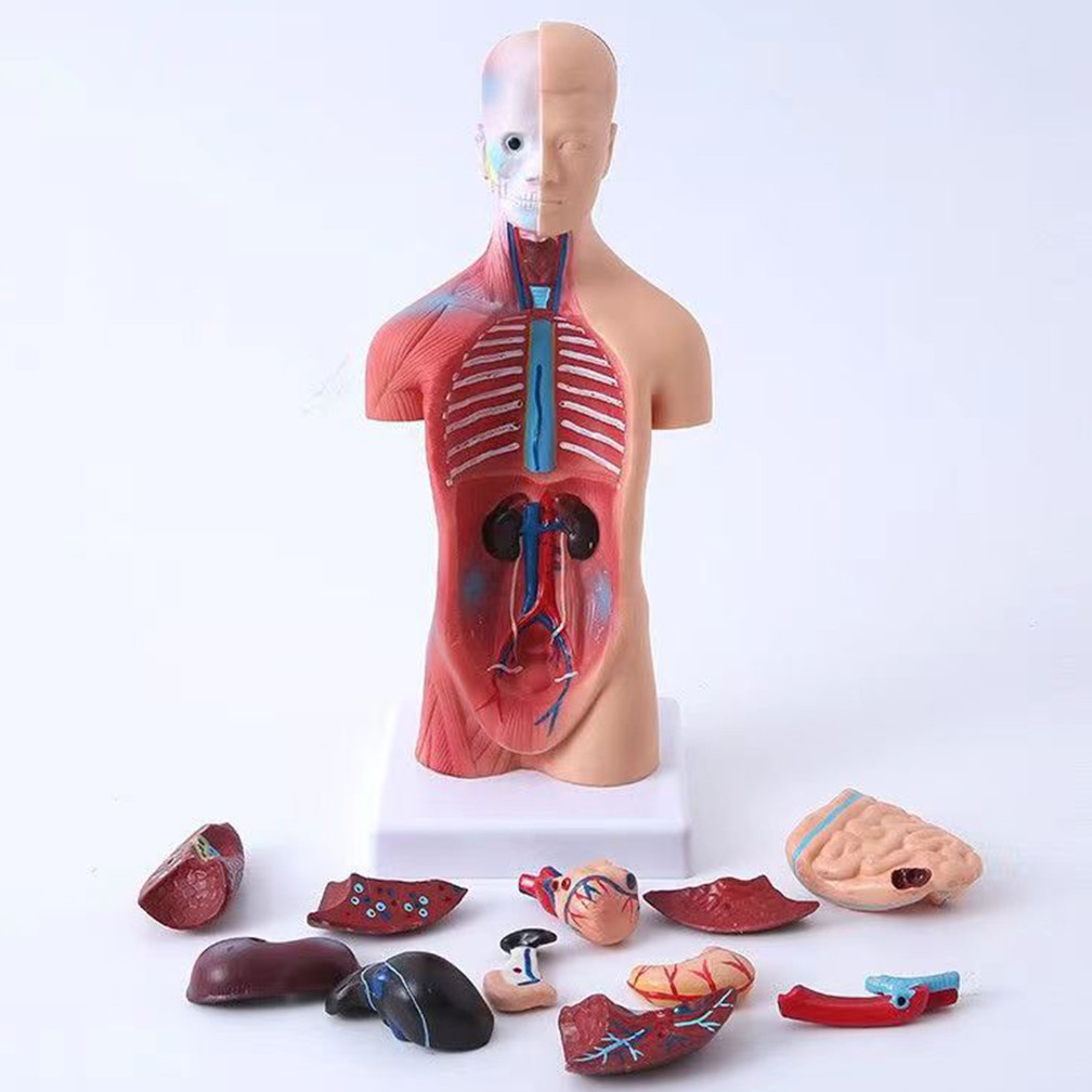28Cm Human Torso Body Model Anatomy Anatomical Heart Brain Skeleton ...