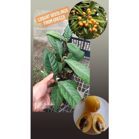 Japanese Plum/Loquat/Eriobotrya Japonica hybrid Greece Rare Fruit ...