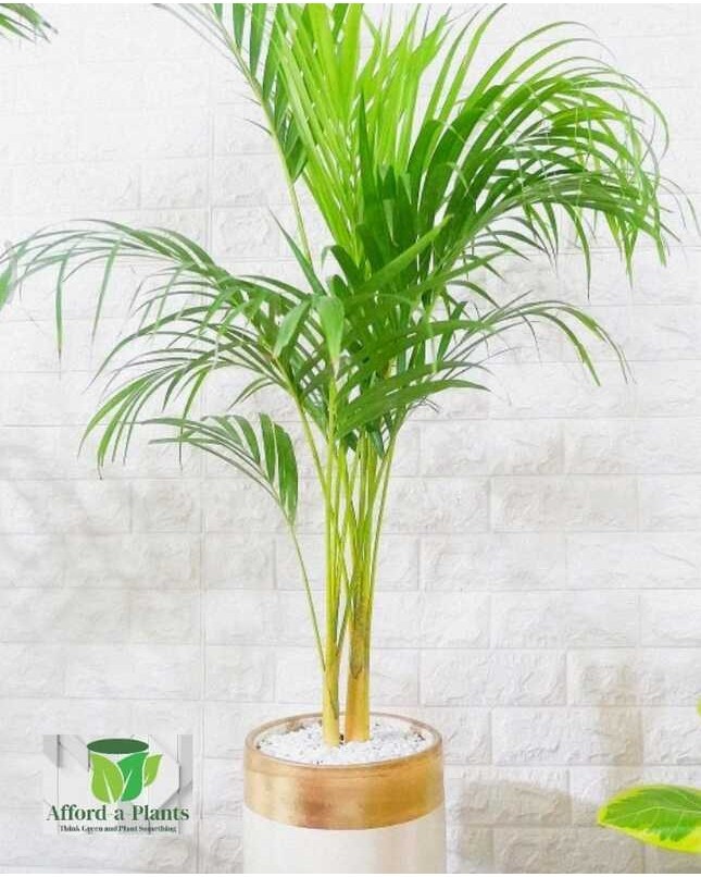 na COD Palmera may FREE plastic pot, pebbles at lupa. Real not Seeds ...