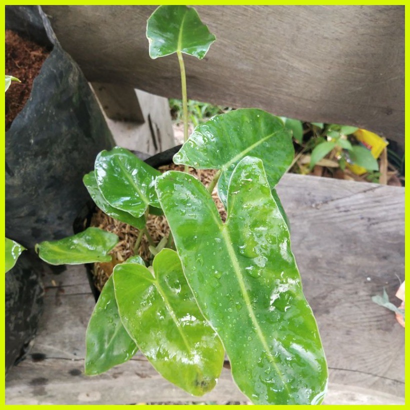 ⭐ ⊙ Philodendron Burle Marx PLANT FOR SALE | Shopee Philippines