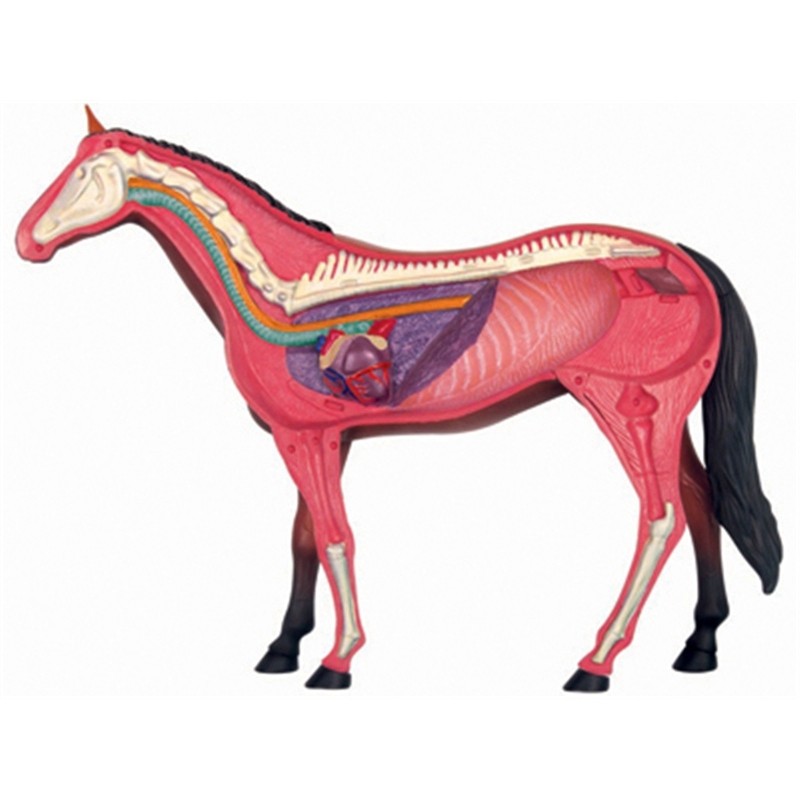 Animal Organ 4D Horse Intelligence Assembg Toy Teaching Anatomy Model ...
