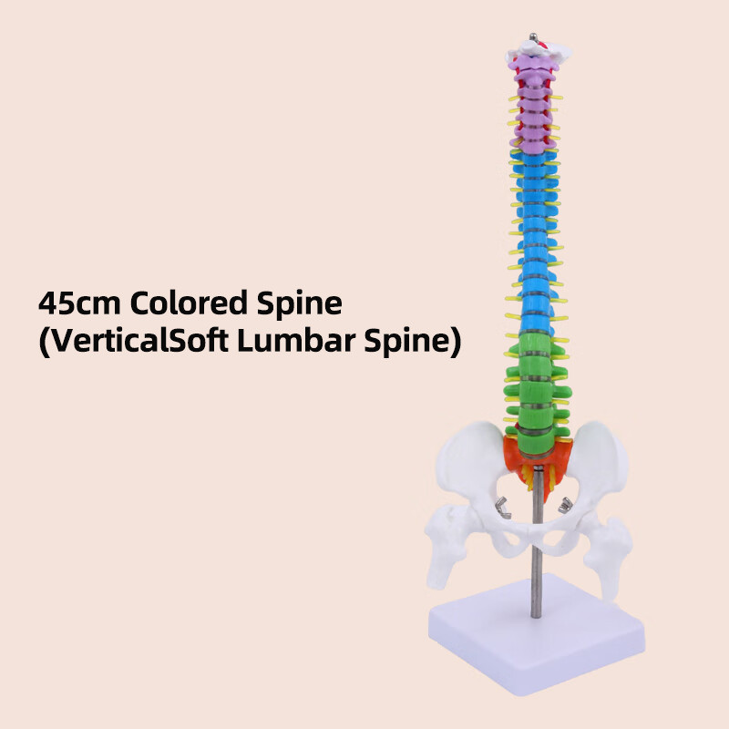 45Cm Curved Vertebrae Colored Spine With Peis And Femur Human Skeletal ...