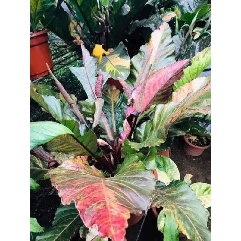Pink Series Anthurium Foliage Hybrid imported seeds *gpot | Shopee ...
