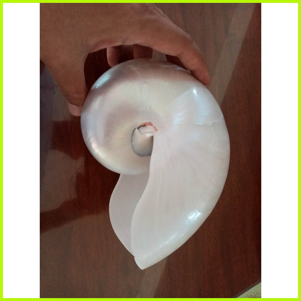 Real Seashell l Chamber Nautilus Pearlized l Xlarge l JUMBO l | Shopee ...