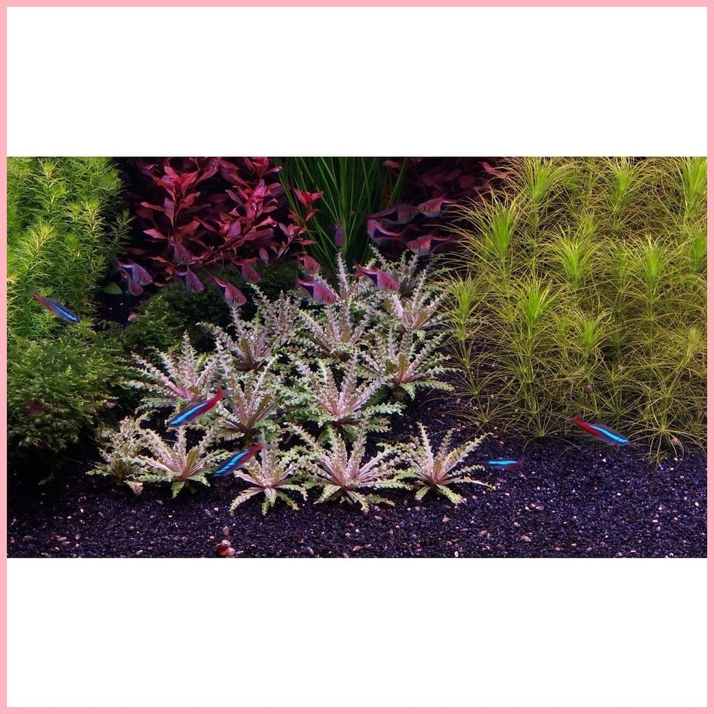 ♠ Downoi - Pogostemon Helferi / red downoi *rare aquarium/aquascaping ...