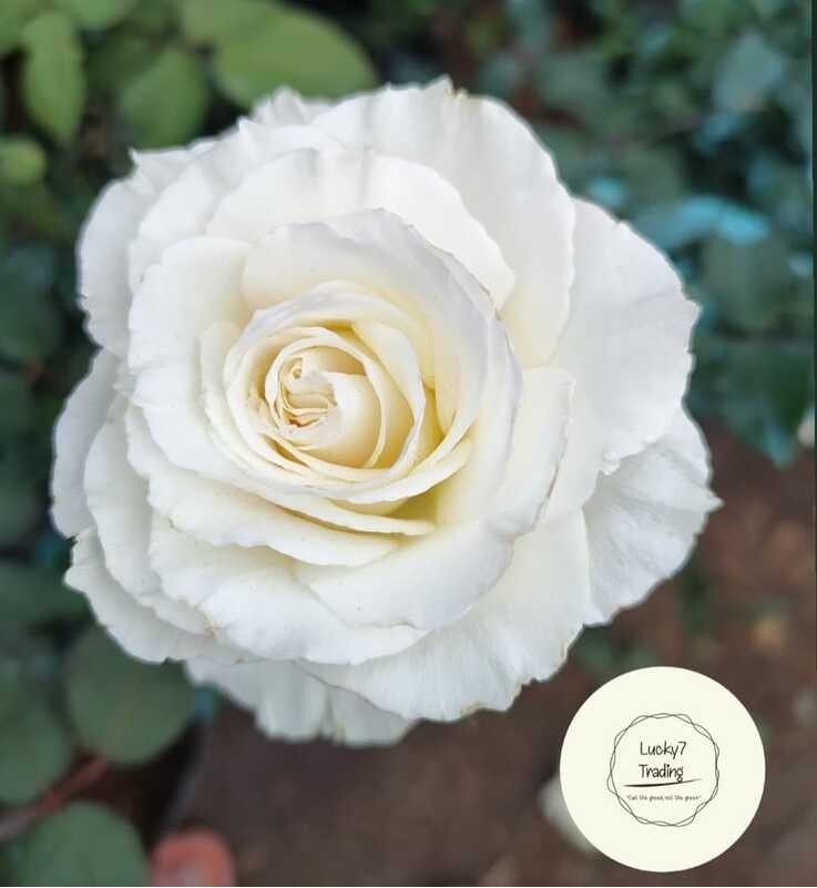 American Rose White Flower " Gamit ang FREE Plastic Pot Garden Soil ...
