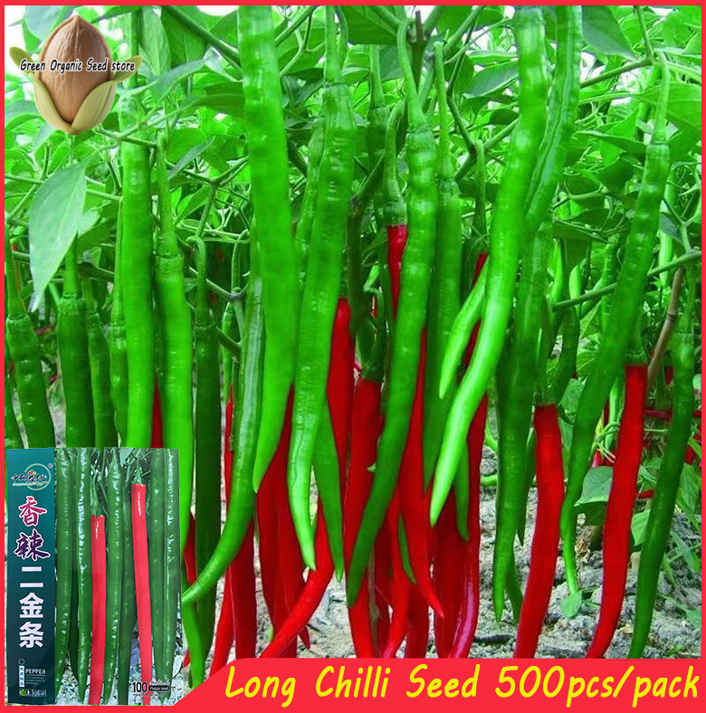 500seeds/pack High Yielding Red and Green Long Chilli Seeds for ...